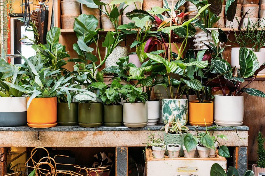 Plants – The Flower Crate