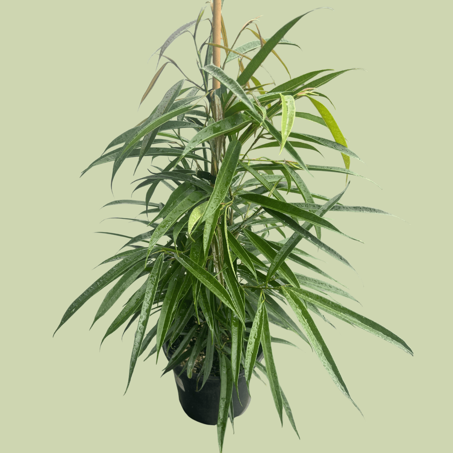 Ficus Petalli – The Flower Crate