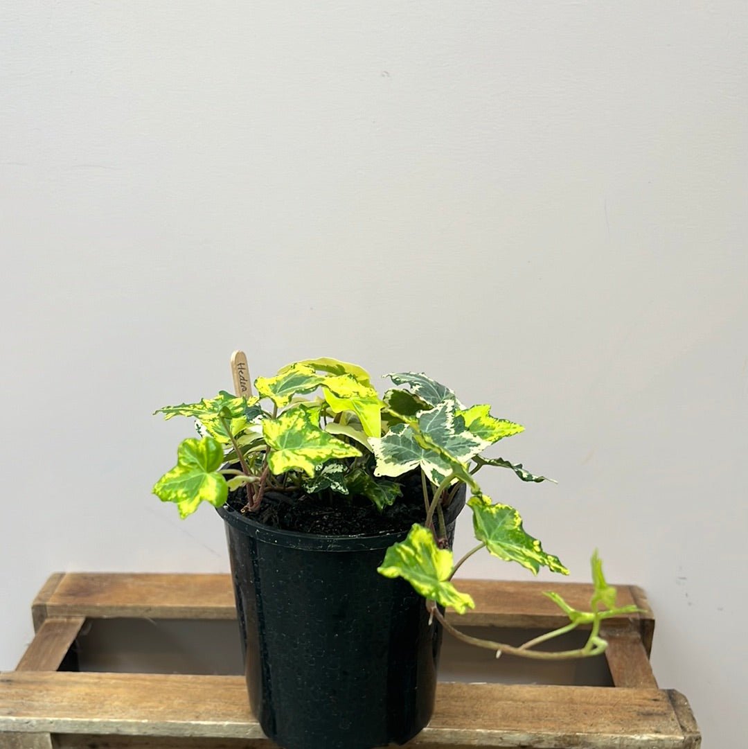Hedera Variegated, Ivy - The Flower Crate