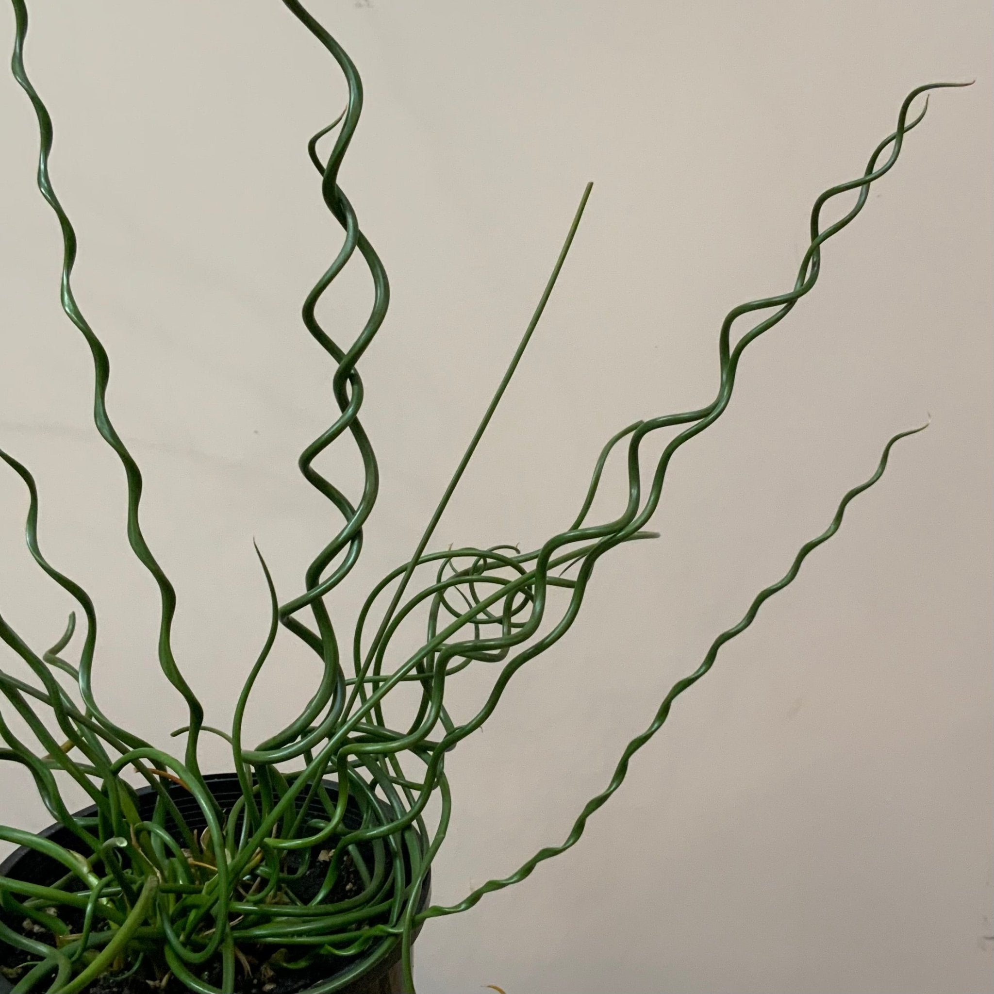 Juncus - Corkscrew Rush - The Flower Crate