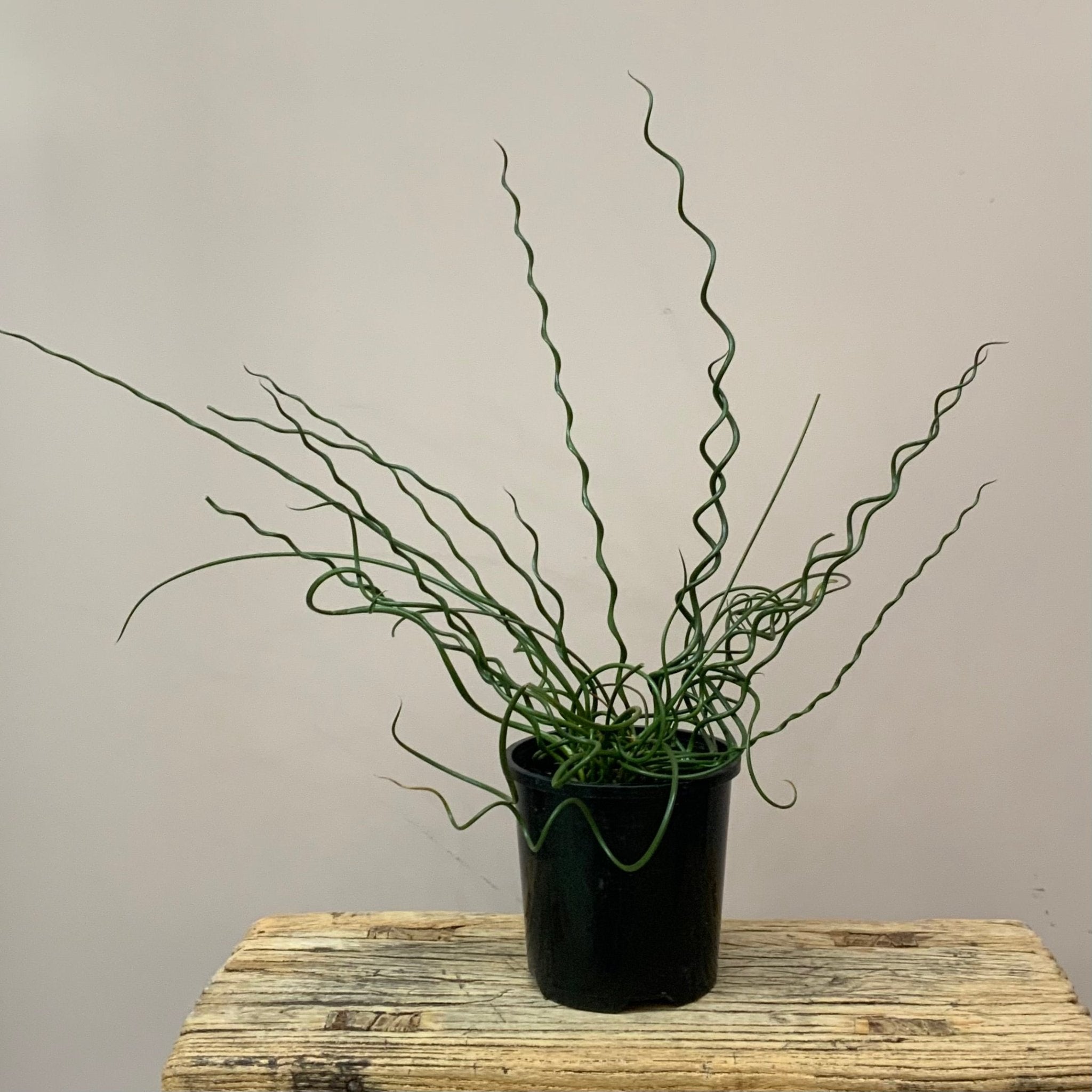 Juncus - Corkscrew Rush - The Flower Crate