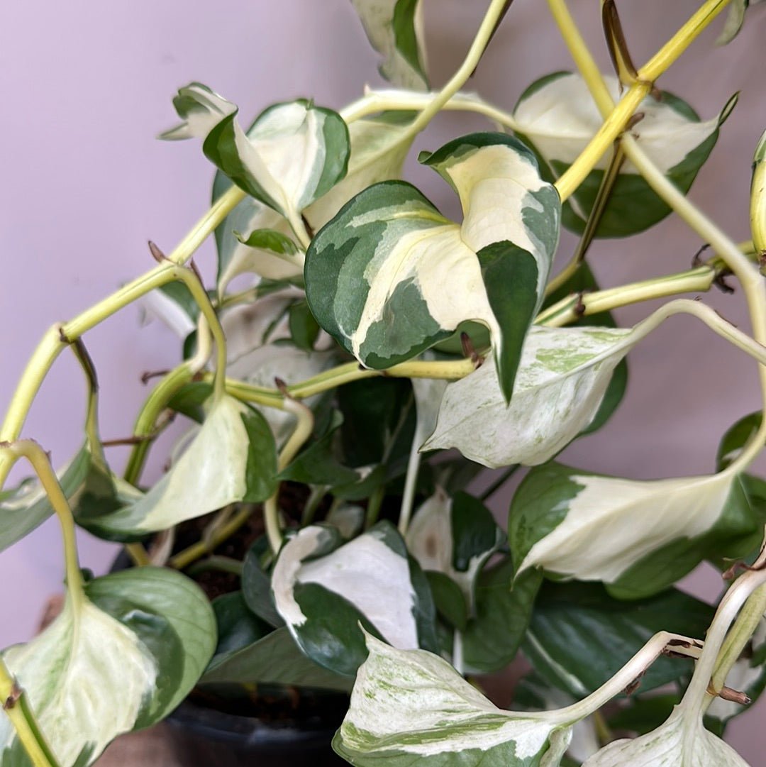 Epipremnum Manjula Hanger - The Flower Crate