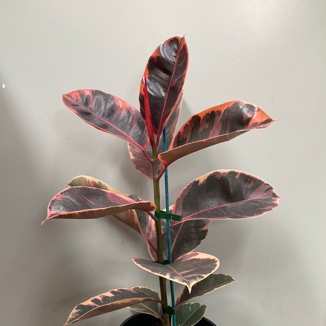 Ficus elastica variegated - Ruby - The Flower Crate