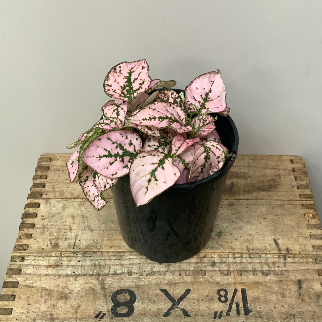 Hypoestes Varieties - The Flower Crate