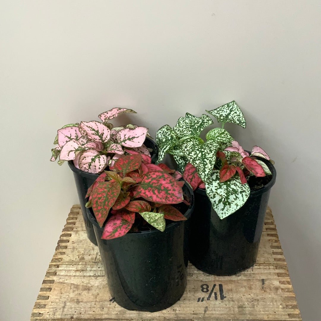 Hypoestes Varieties - The Flower Crate