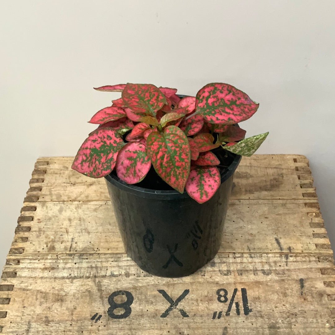 Hypoestes Varieties - The Flower Crate