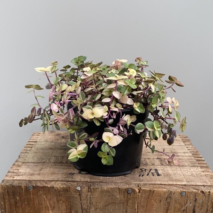 Callisia repens - The Flower Crate
