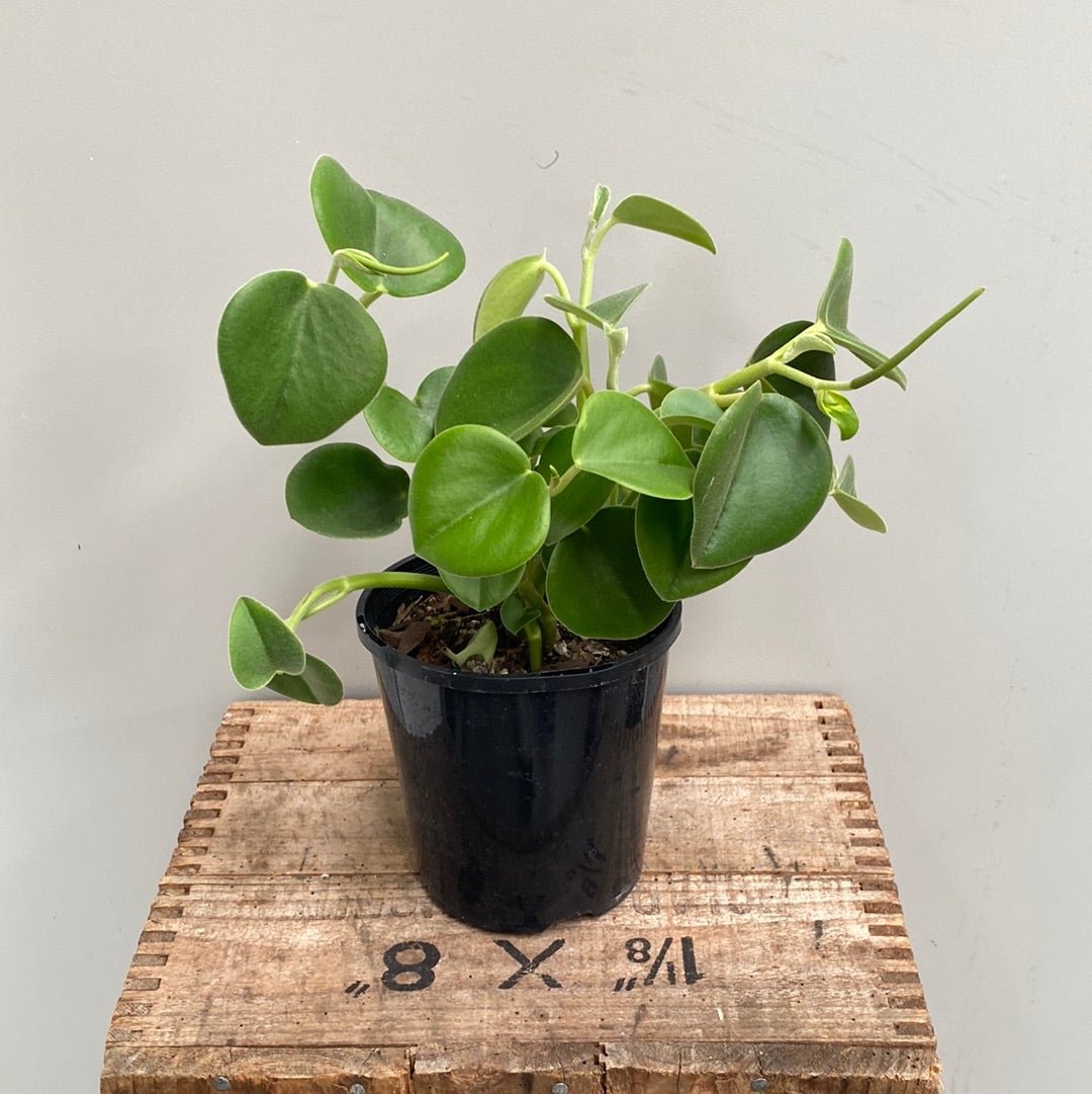 Peperomia incana - The Flower Crate