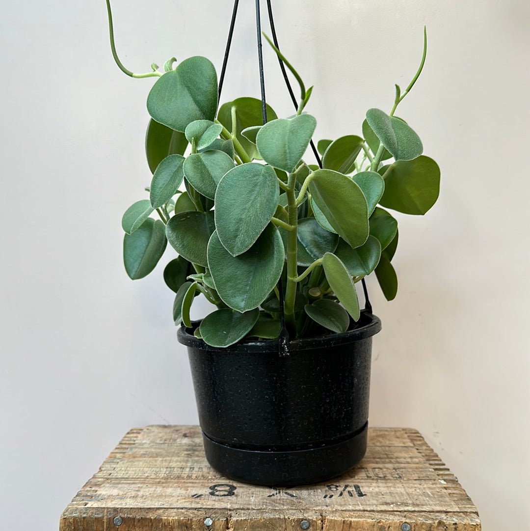 Peperomia incana - The Flower Crate